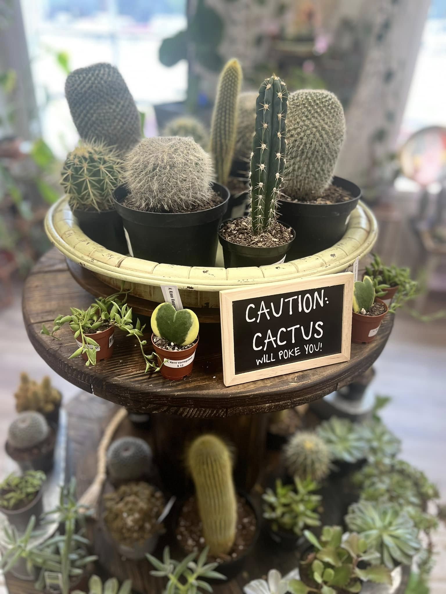 Cactus (Cacti family) – Covington's Plant Therapy